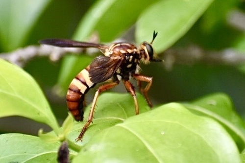 Prolepsis chalcoprocta · iNaturalist