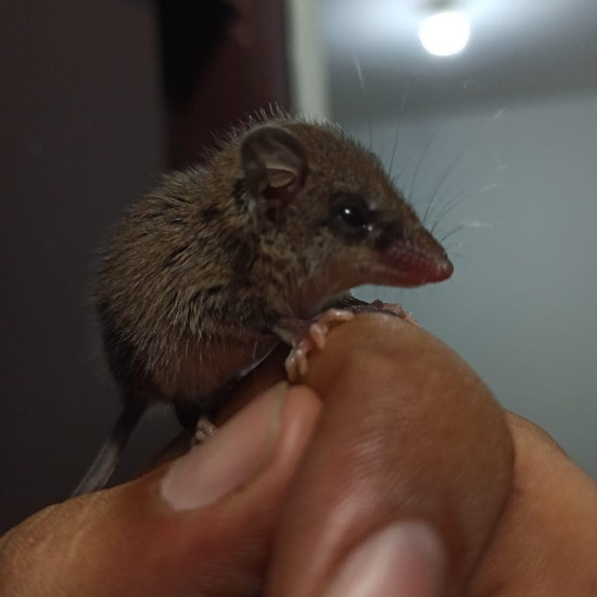 Linnaeus's Mouse Opossum from PEREIRA on June 1, 2020 by juan manuel ...