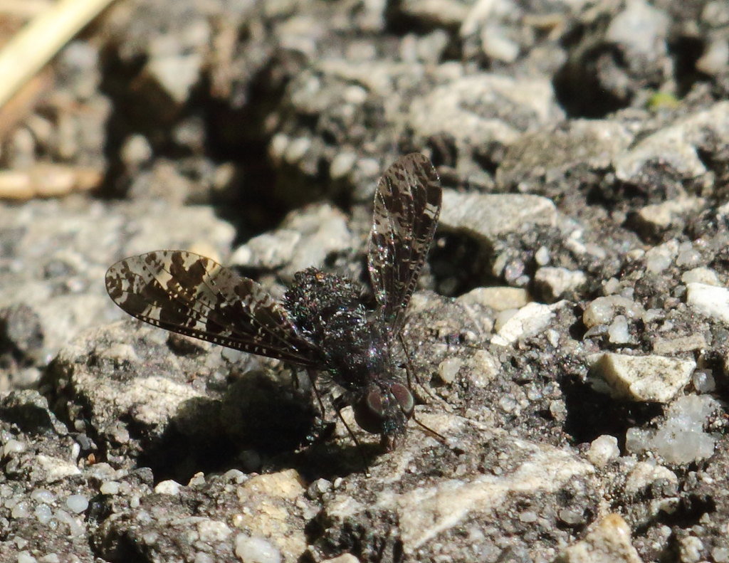 Spotted Bee Fly from 2068 Cascade Dr, Pembroke, VA 24136, USA on June ...