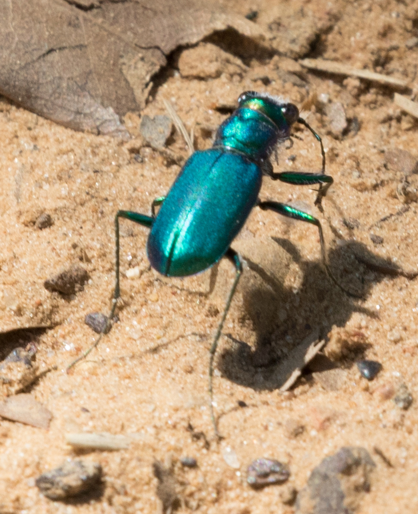 Rugate Tiger Beetle from Cherokee County, TX, USA on March 23, 2017 at ...