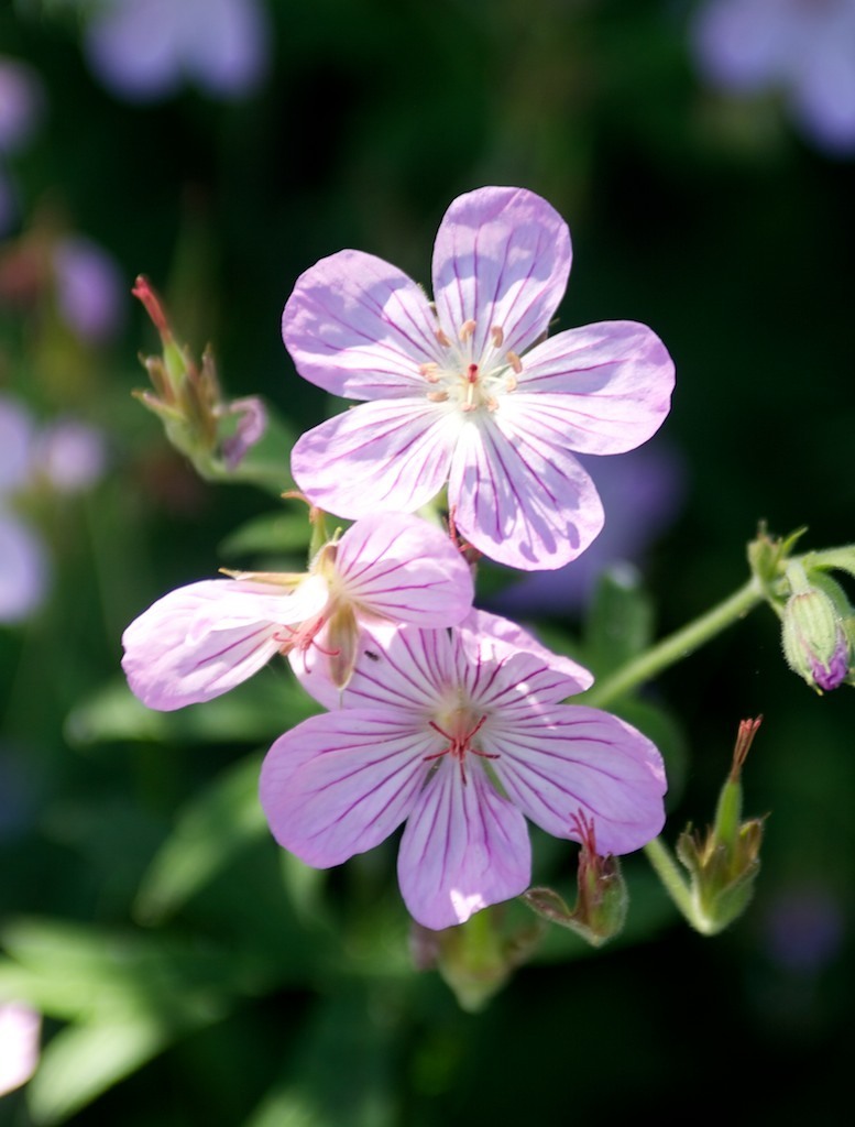 Sticky geranium (GEVI2) (OCTC Flora Guide) · iNaturalist