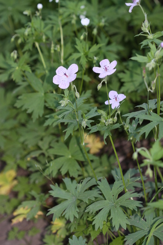 Sticky geranium (GEVI2) (OCTC Flora Guide) · iNaturalist