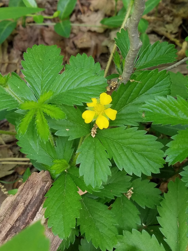 common cinquefoil (Potentilla simplex) - Botanical Realm