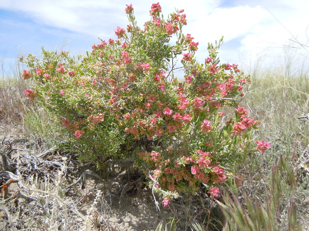 Spiny hop sage (GRSP) (OCTC Flora Guide) · iNaturalist