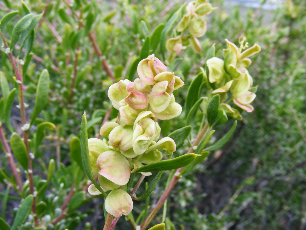 Spiny hop sage (GRSP) (OCTC Flora Guide) · iNaturalist