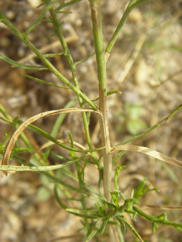 Broom snakeweed (GUSA2) (OCTC Flora Guide) · iNaturalist