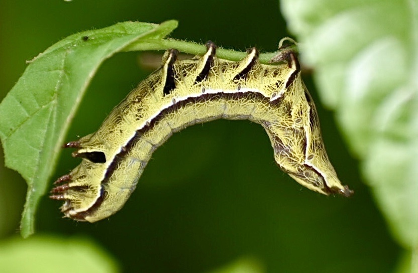 Crinodes from Provincia de Santiago de Cuba, CU on June 12, 2020 at 11: ...