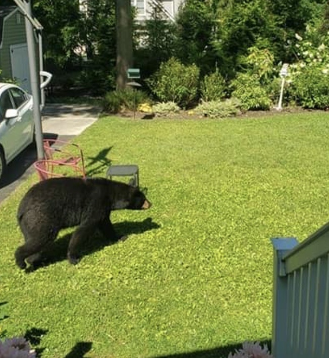 American Black Bear in June 2020 by Patrick Crumrine · iNaturalist