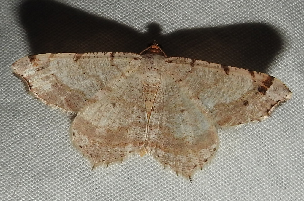 Red-headed Inchworm Moth from Dunloggin, Maryland, United States on ...