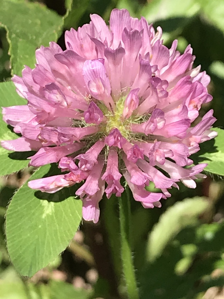 Red Clover from Bethpage State Park Golf Courses, Old Bethpage, NY, US ...