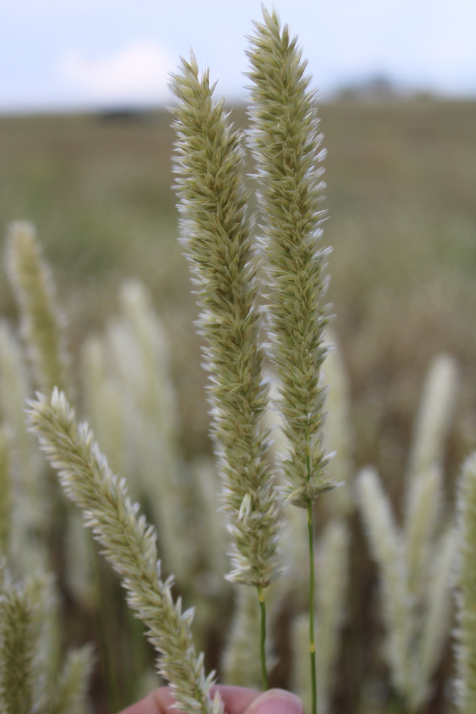 melicgrasses (Melica) - Botanical Realm