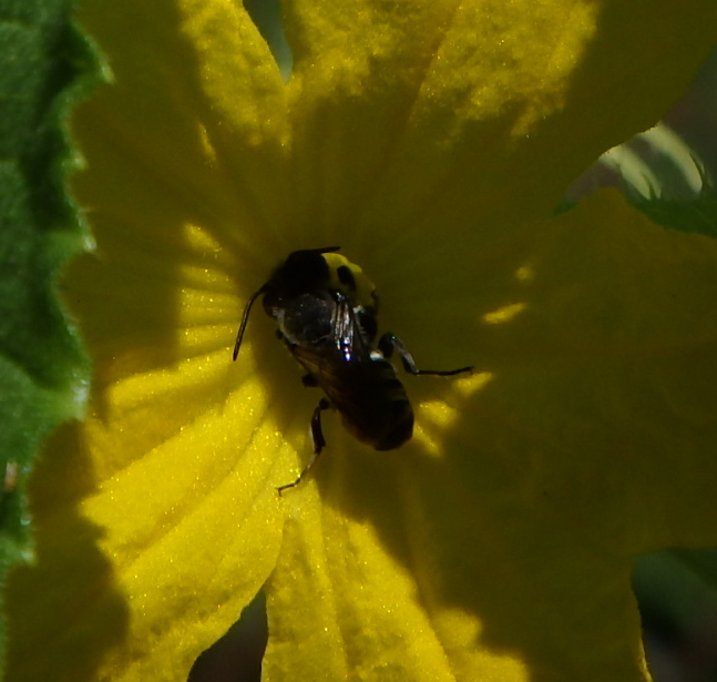 Leafcutter, Mortar, and Resin Bees from Chamberlayne, VA, USA on June ...