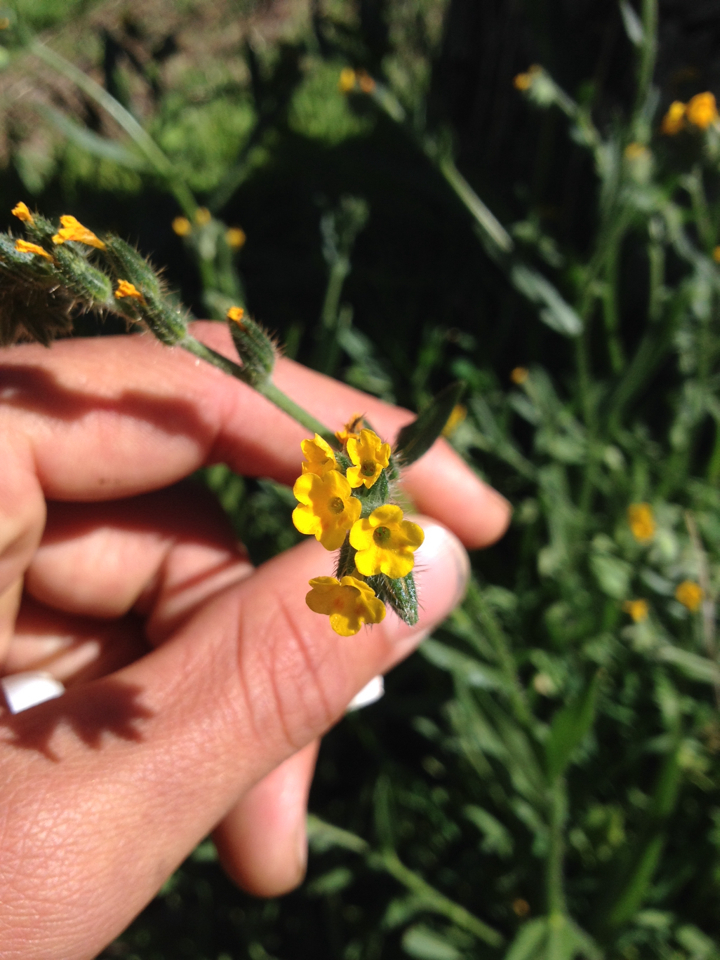 common fiddleneck (A Floral Guide to Walker Ridge) · iNaturalist Mexico