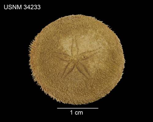 Laganum fudsiyama · NaturaLista Colombia
