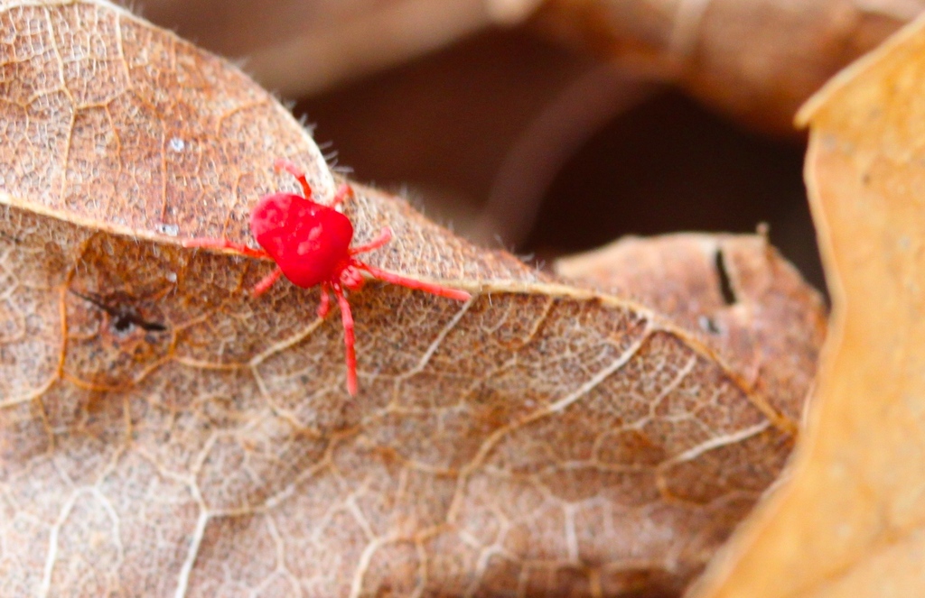 Red Velvet Mite (Insects and Arachnids of Coronado National Memorial ...
