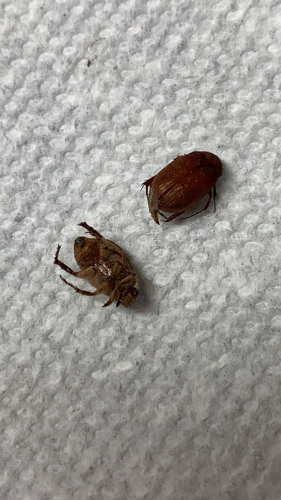 Asiatic Garden Beetle in June 2020 by edeale · iNaturalist