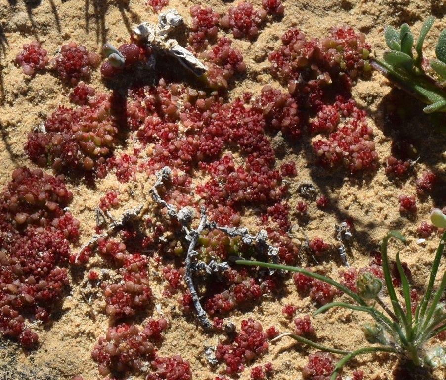 Mini Stonecrop from Breede River DC, South Africa on August 10, 2018 at ...