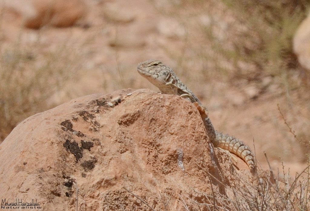 Moroccan Spiny-tailed Lizard from El-Bayadh, Algérie on September 1 ...