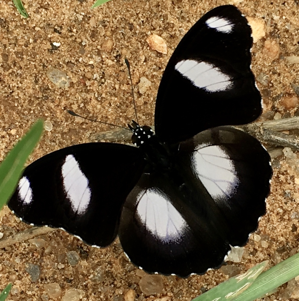 Mimic from Tsavo National Park West, Taita, Coast, KE on November 27 ...