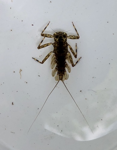 Epeorus punctatus · iNaturalist