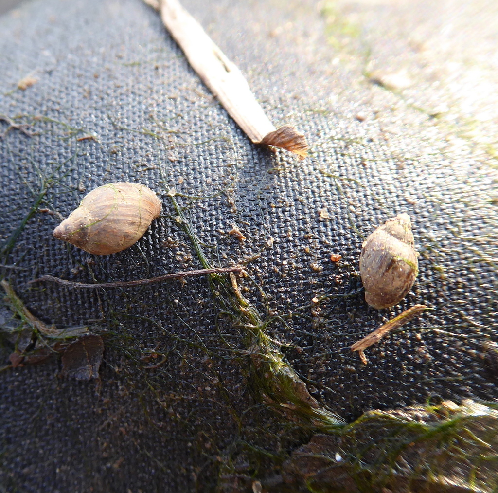 Bulinus tropicus from Victoria inlet, Westdene, Benoni, 1501, South ...