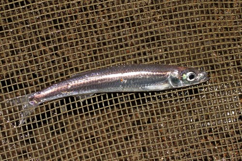 Lake Malawi Sardine (Engraulicypris sardella) · iNaturalist