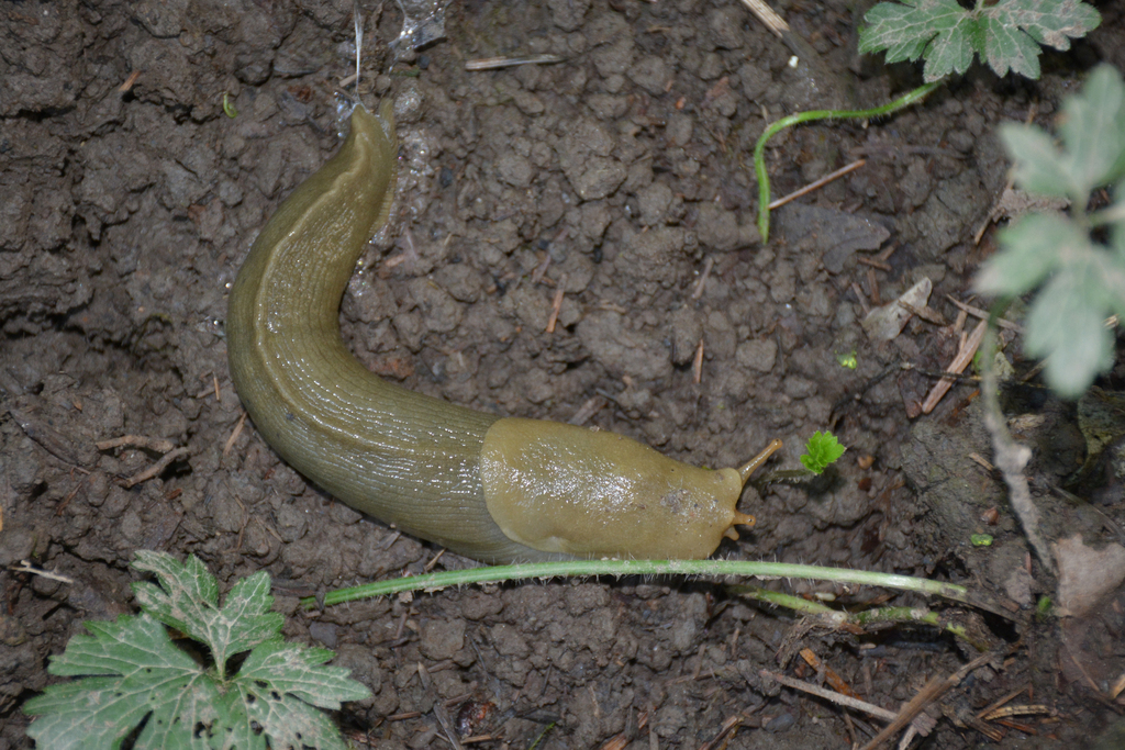 Pacific Banana Slug from Whatcom County, WA, USA on August 24, 2014 at ...