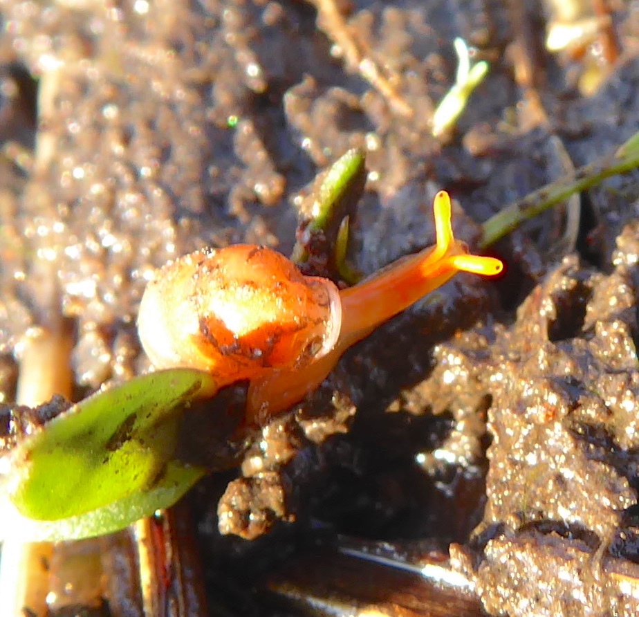 Gulella L.Pfeiffer, 1856