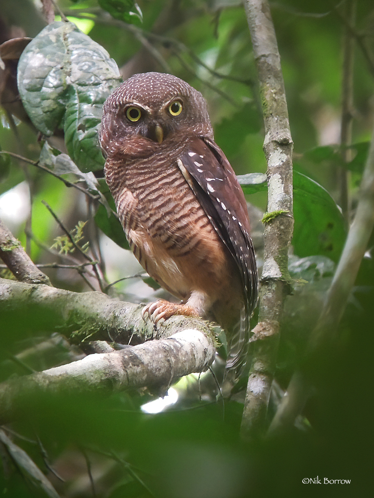 Sjöstedt's Owlet from Ndian, Cameroon on March 25, 2012 by Nik Borrow ...