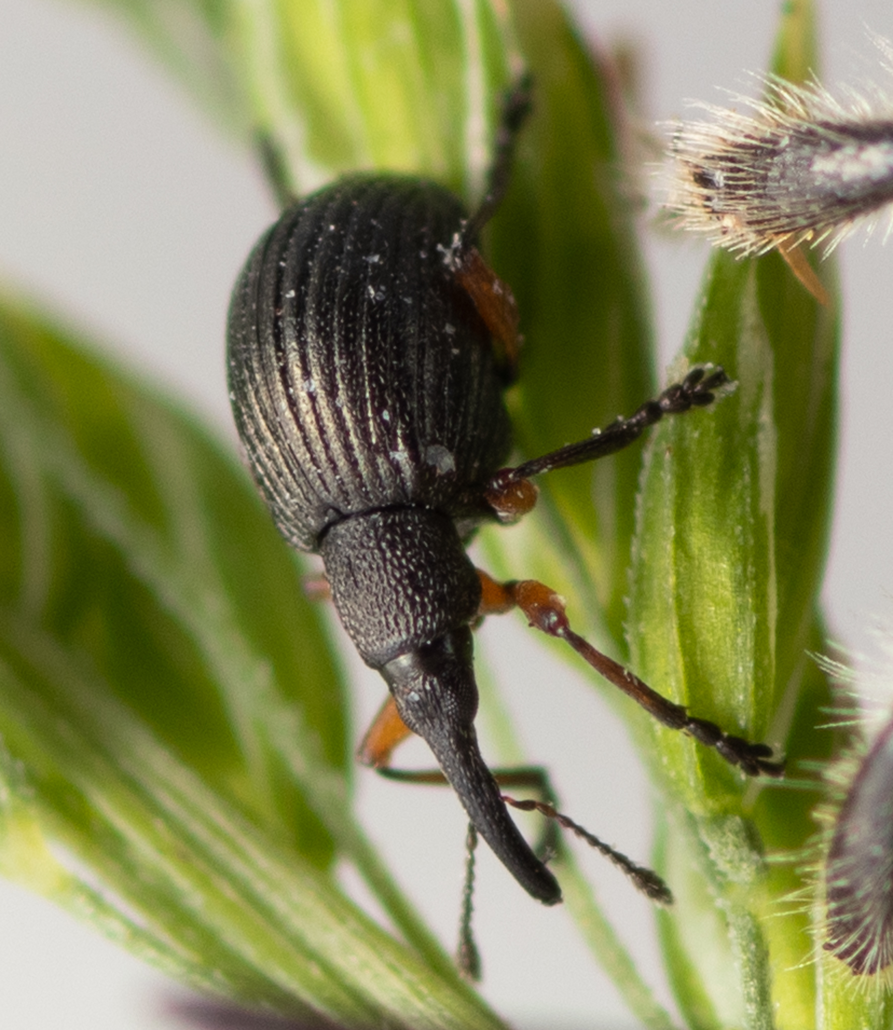Protapion trifolii (Linnaeus, 1768)