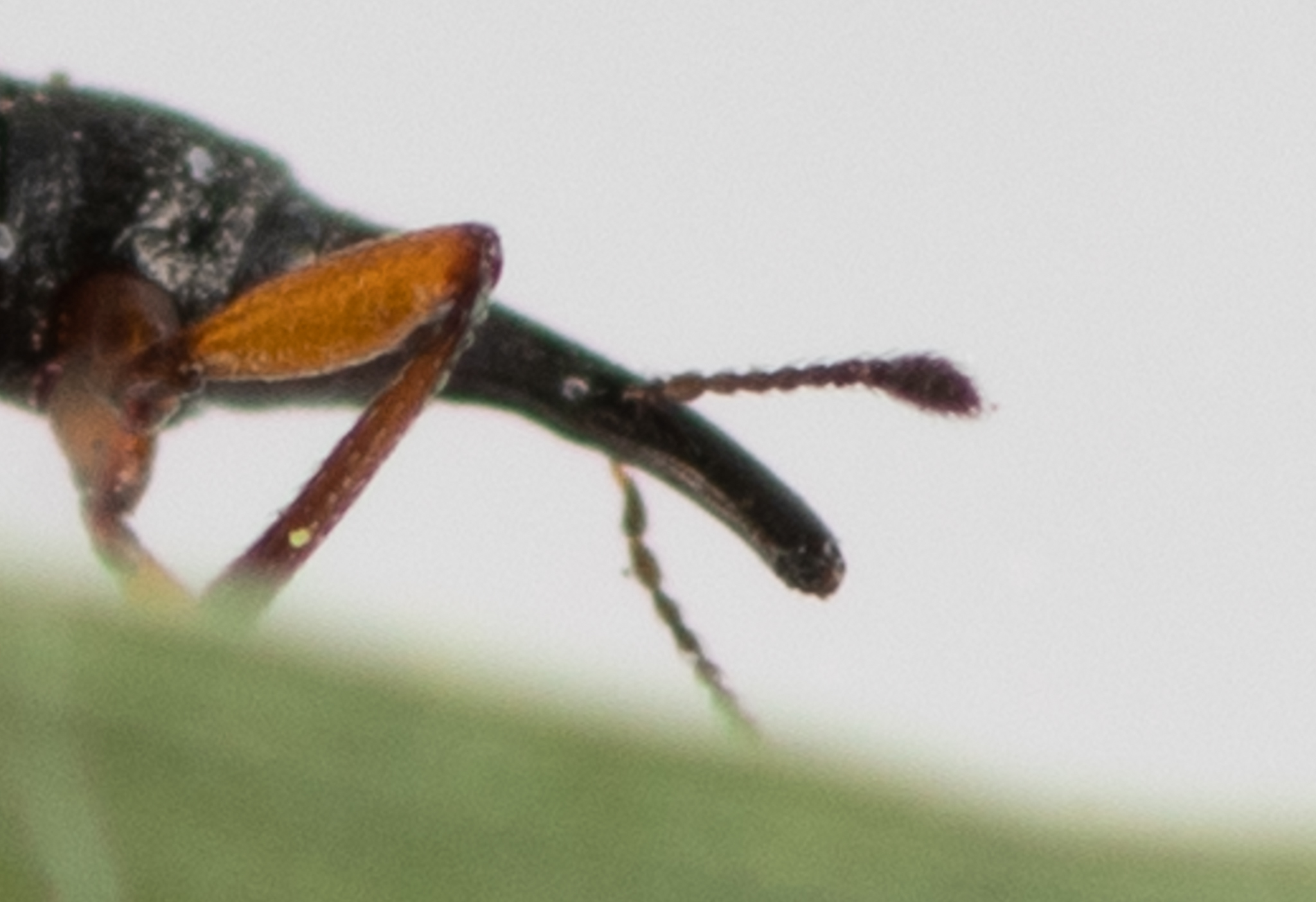 Protapion trifolii (Linnaeus, 1768)