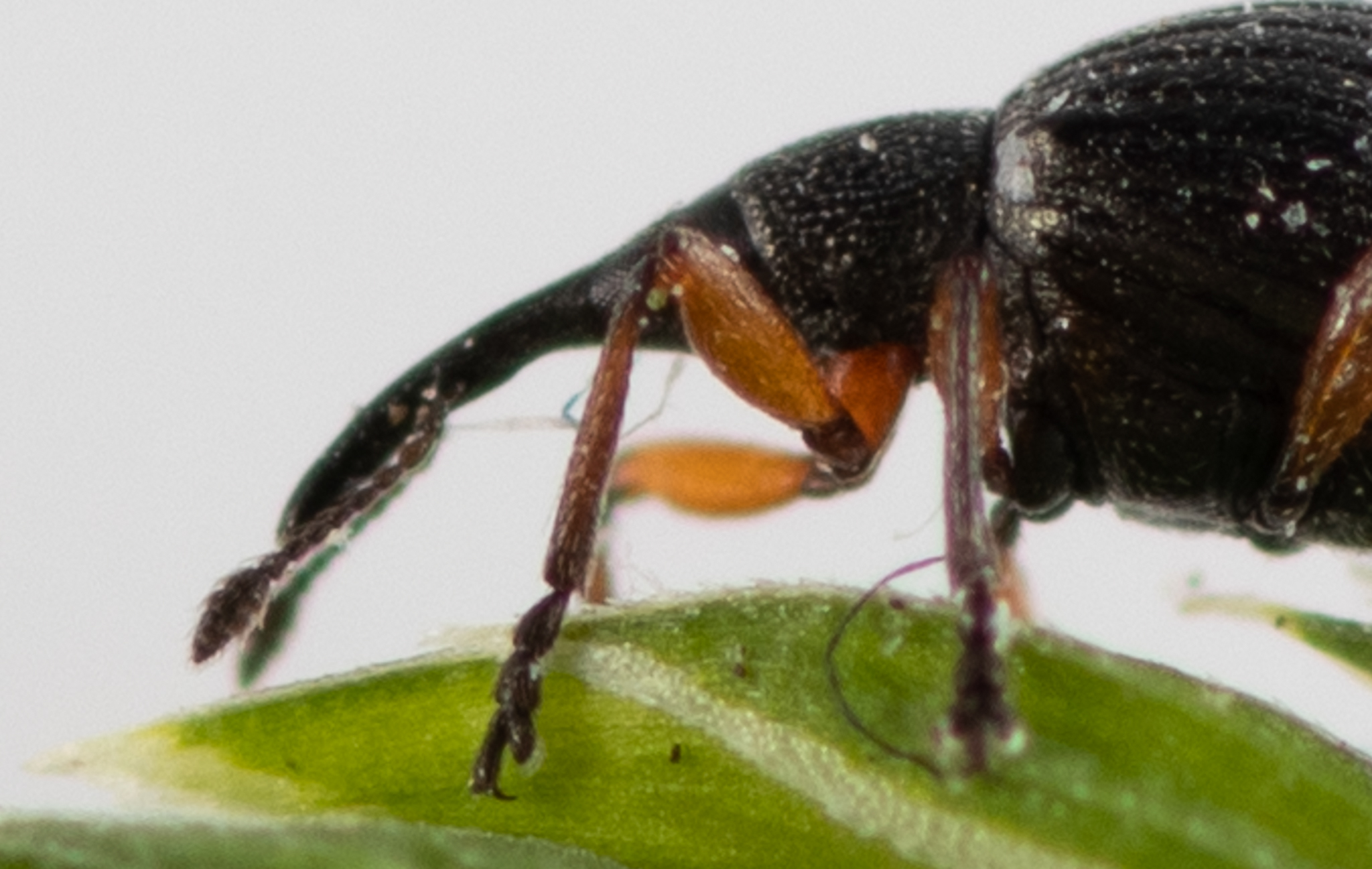 Protapion trifolii (Linnaeus, 1768)