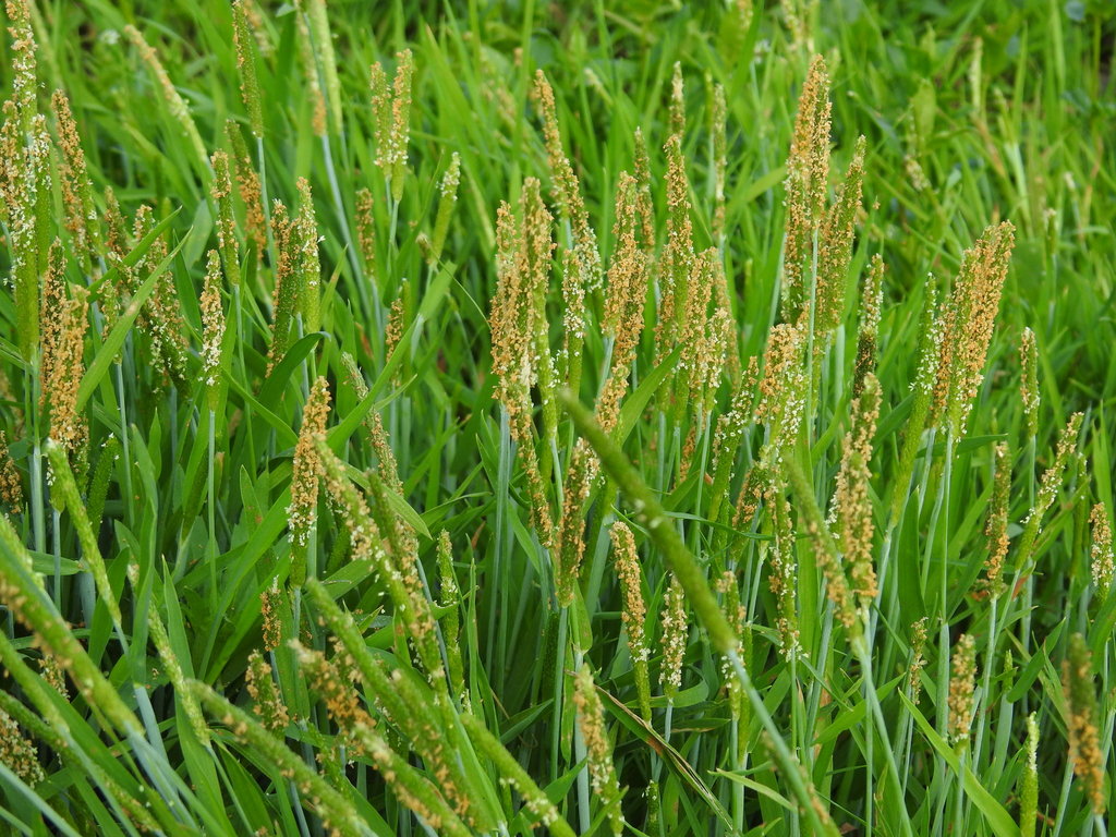 short-awn foxtail (Alopecurus aequalis) - Botanical Realm