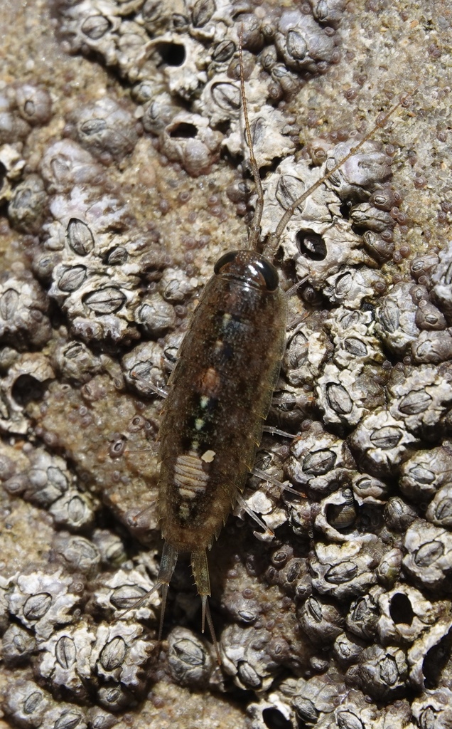 Western Sea Slater from Orange County, CA, USA on June 14, 2020 at 10: ...