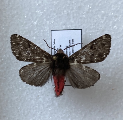 Género Alexicles · iNaturalist Mexico