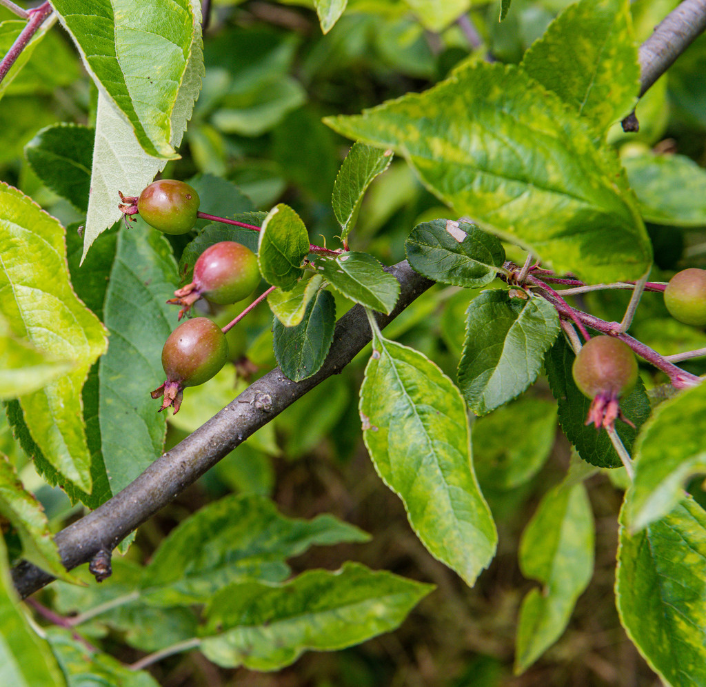 apples from Richmond, BC, Canada on June 13, 2020 at 12:01 PM by John ...