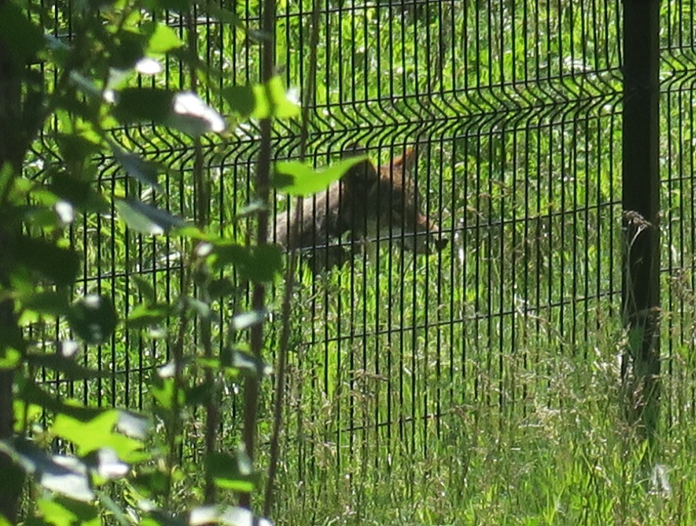 Coyote from Bathurst St At Fort York Blvd, Toronto, ON M5V, Canada on ...