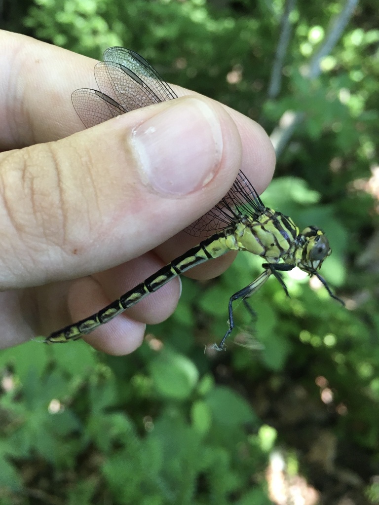Elusive Clubtail from Hastings, MN, US on June 14, 2020 at 12:15 PM by ...