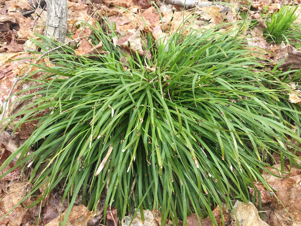 long-stalked sedge (Carex pedunculata) (Grasses and Sedges of Big ...