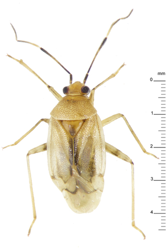 Genus Dortus · iNaturalist United Kingdom