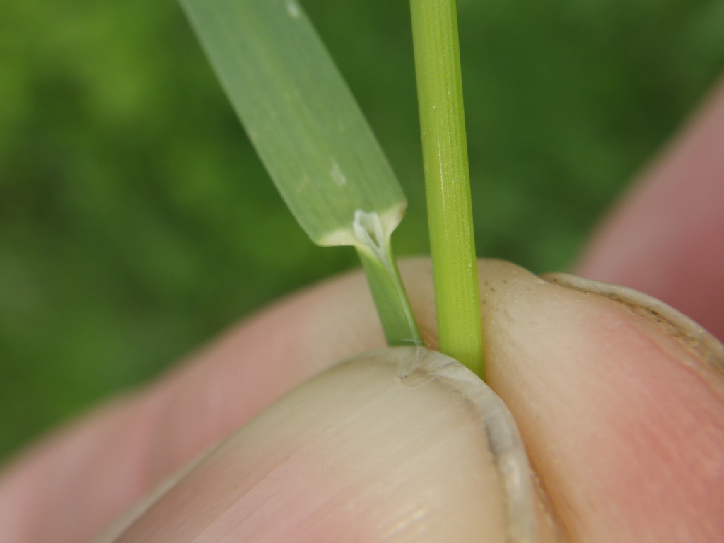 Canada bluegrass (Poa compressa) - Botanical Realm