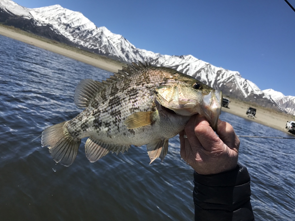 Freshwater Sunfishes (Centrarchidae) - Marine Life Identification