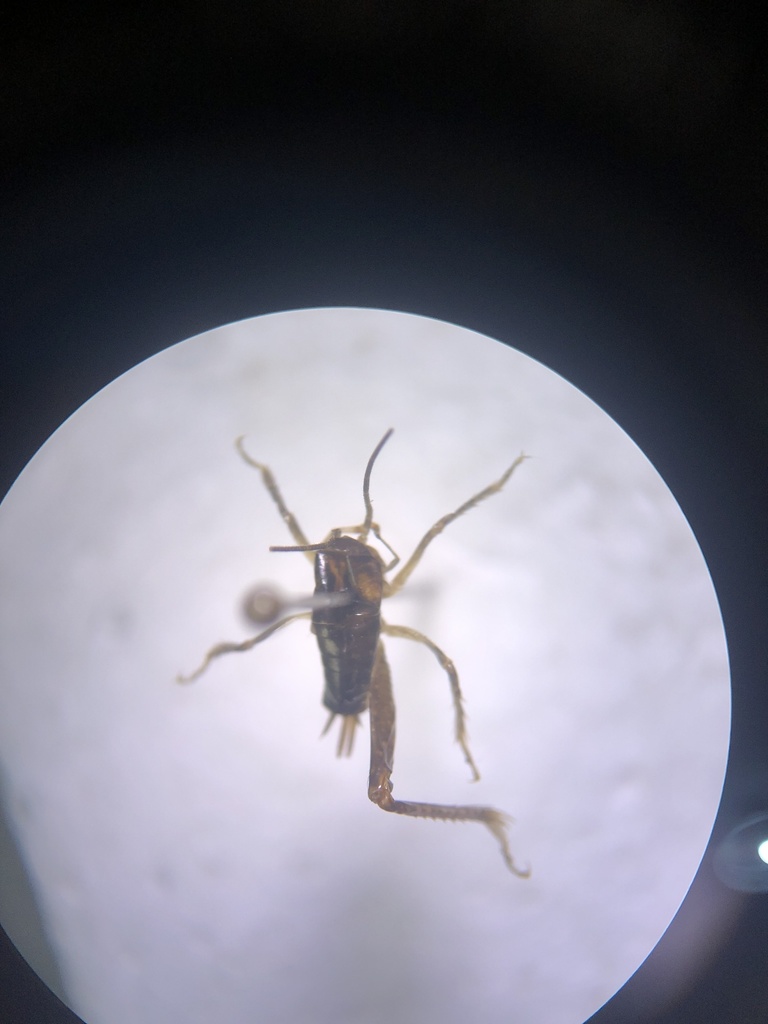Camel Crickets, Cave Crickets, and Cave Wēta from Craigieburn Forest ...