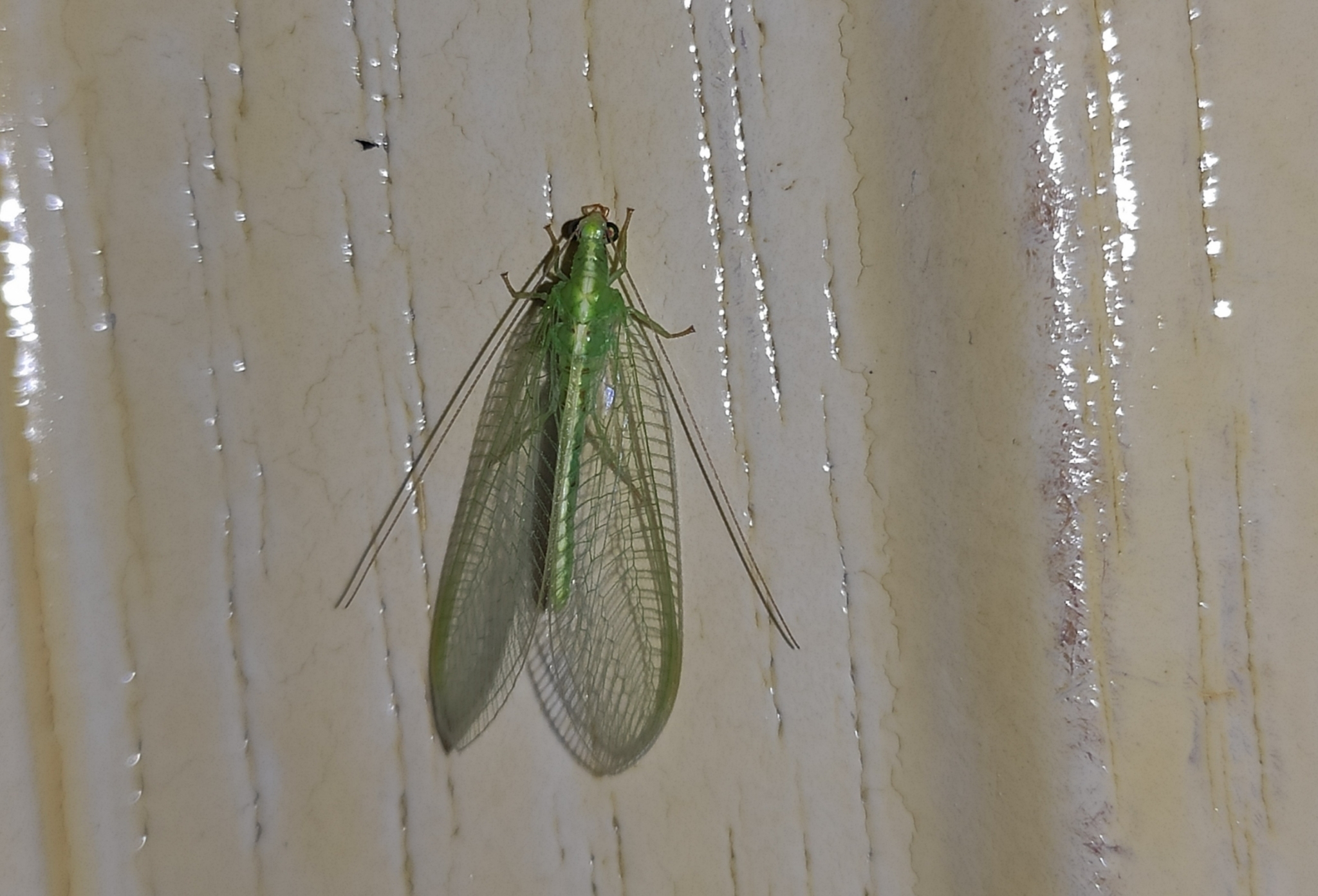Chrysoperla externa (Hagen, 1861)