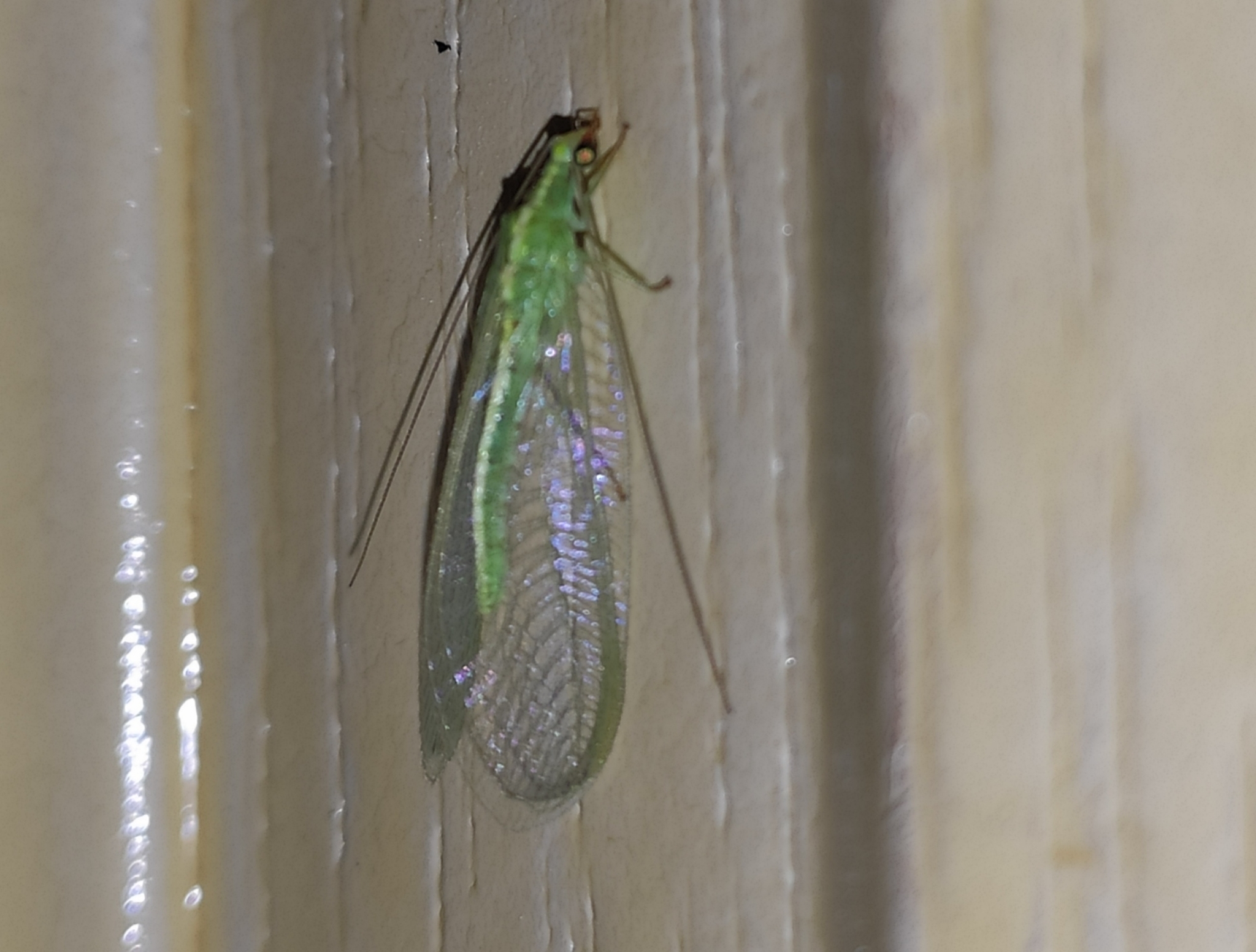 Chrysoperla externa (Hagen, 1861)