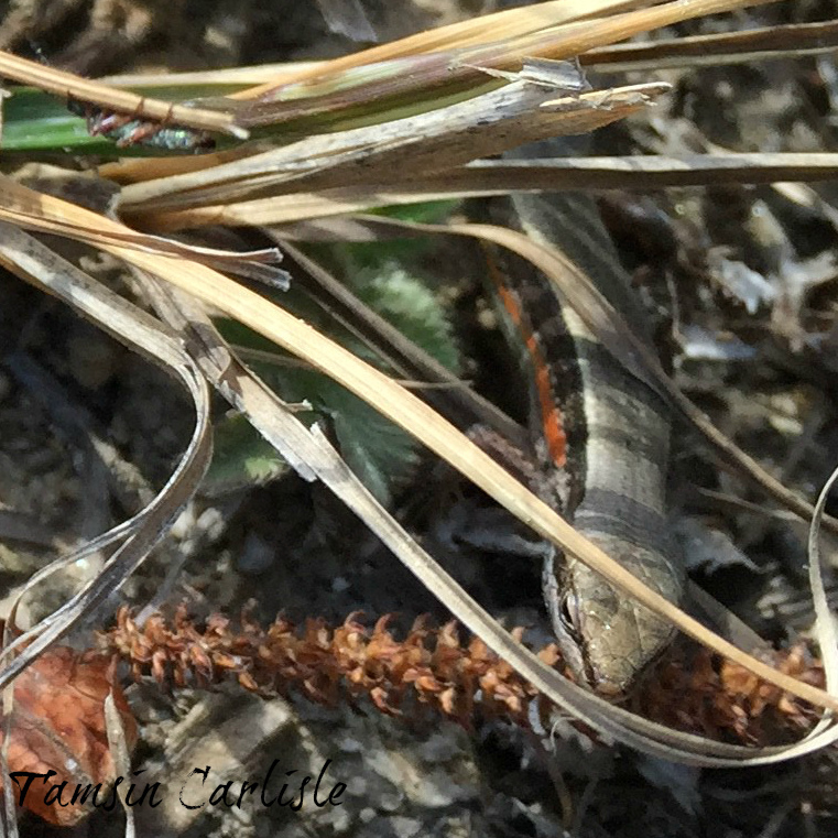 Himalaya Ground Skink from Uttarakhand, India on March 26, 2017 at 02: ...