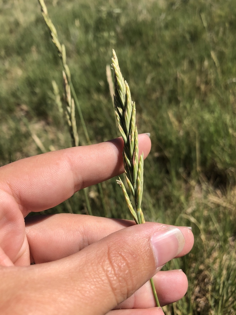 Western Wheatgrass from Tahoka, TX, US on June 13, 2020 at 10:16 AM by ...
