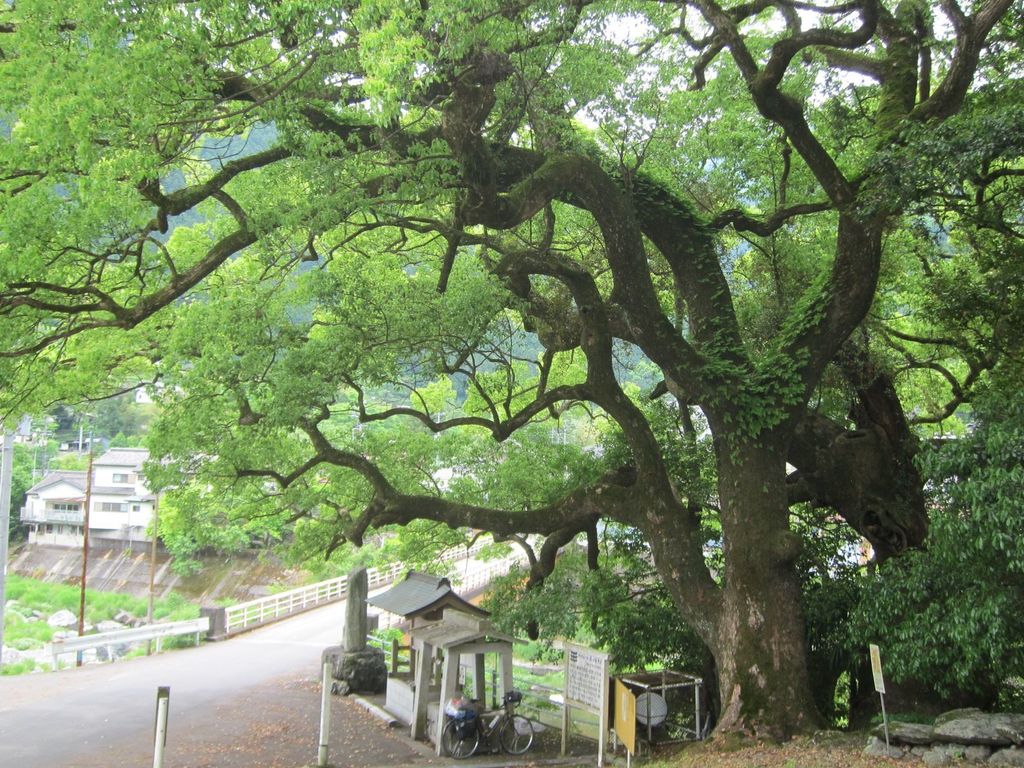 Camphor Tree from Shimobun, Kamiyama, Myozai District, Tokushima ...