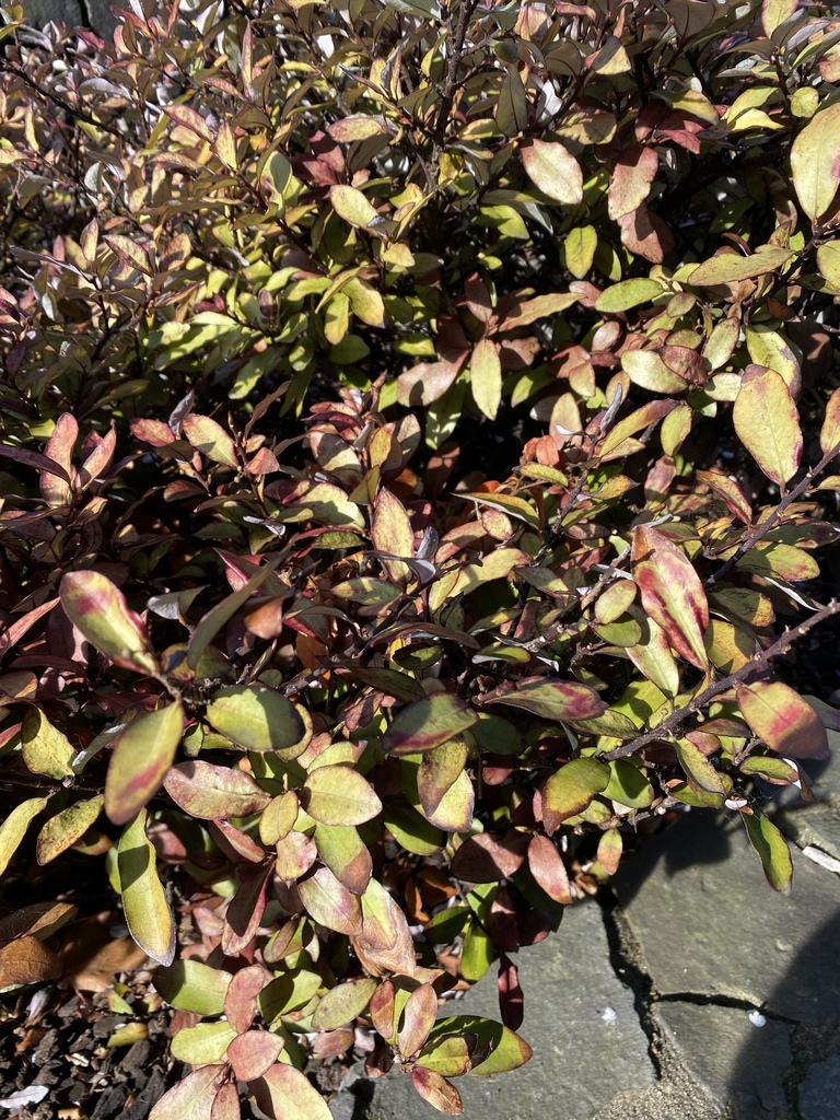 Mountain Horopito from Hopetoun Street, Auckland, Auckland, NZ on June ...