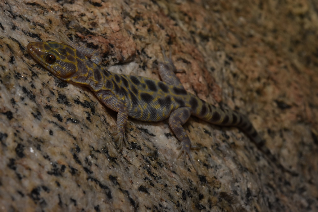 Granite Night Lizard in May 2020 by kmherpkid. The first on many ...